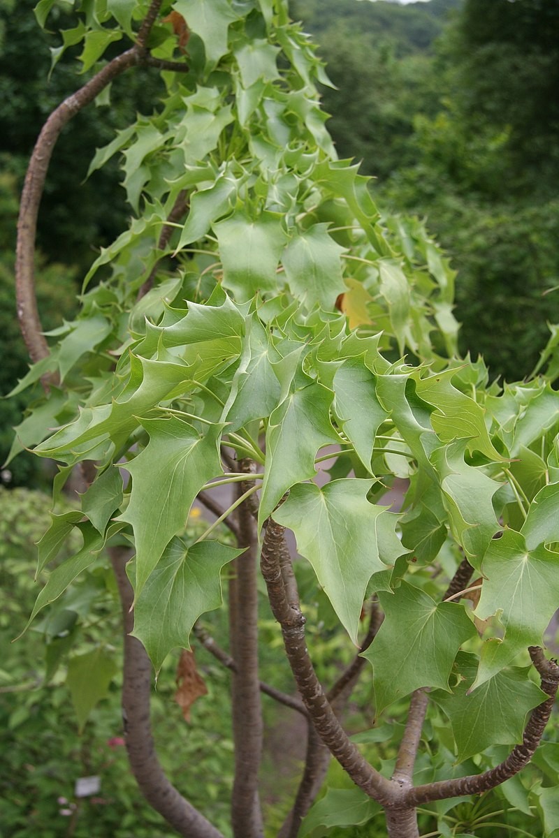 Pittocaulon praecox - PictureThis