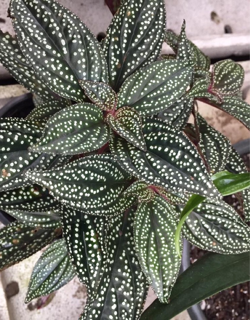 Sonerila maculata Flower, Leaf, Care, Uses - PictureThis