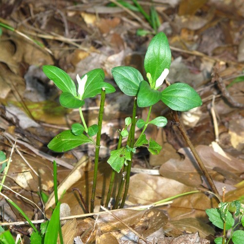 Spigelia (Spigelia) - PictureThis