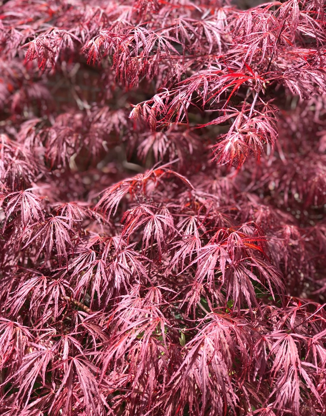 Acer palmatum 'Dissectum Atropurpureum' - PictureThis