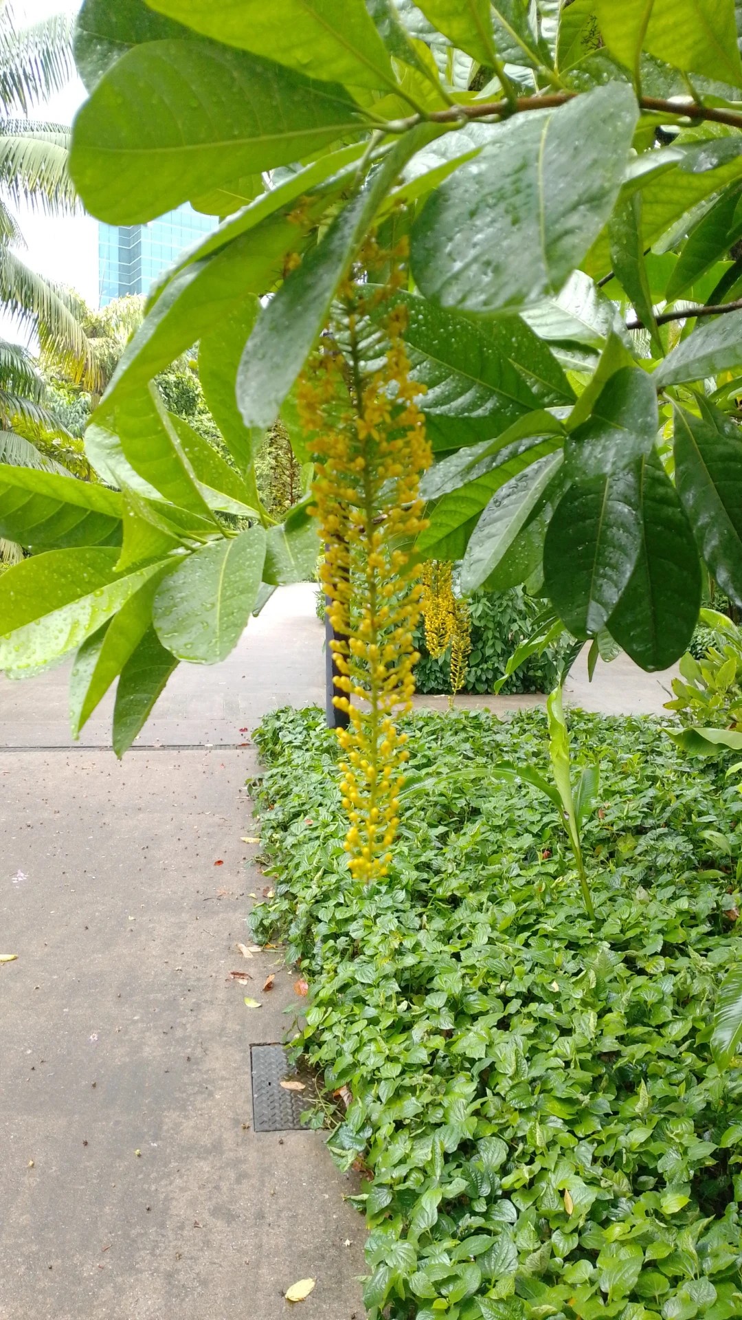 Golden Chain Flower