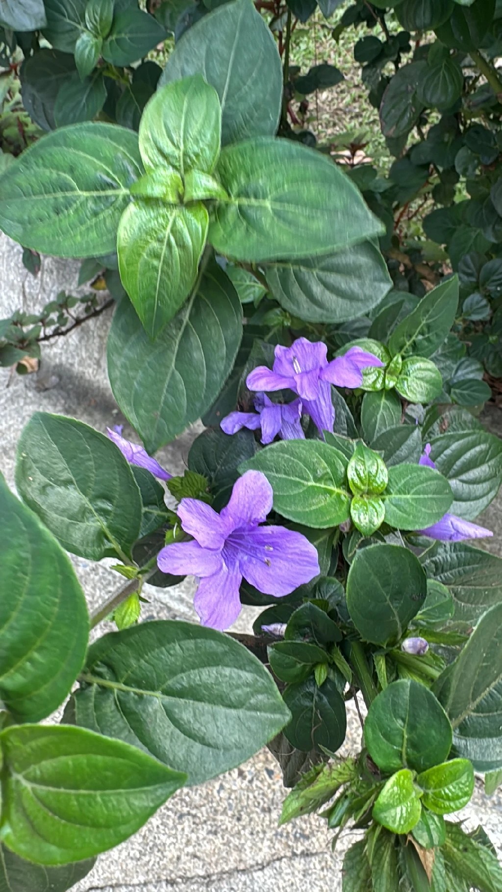 Plants With Violet Flowers In The Philippines Images - Infoupdate.org