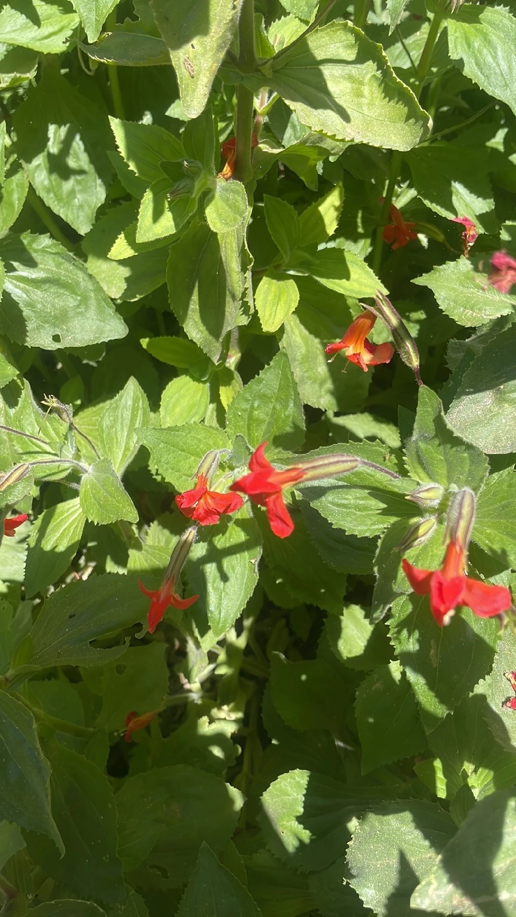 Flores De Color Escarlata