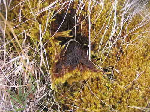 Breutelia - PictureThis