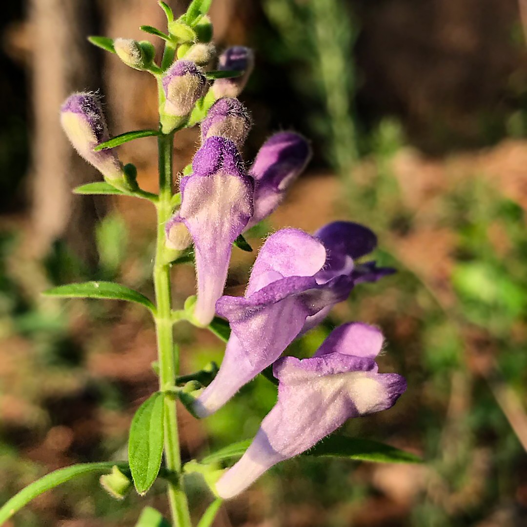 Scutellaria integrifolia - PictureThis
