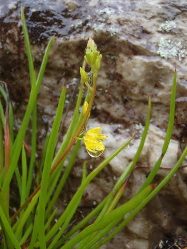 Bulbine lagopus Flower, Leaf, Uses - PictureThis