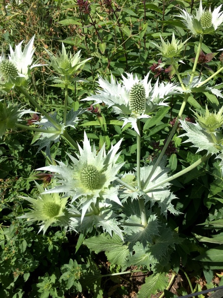 Eryngium Giganteum Silver Ghost at Philip Mayers blog