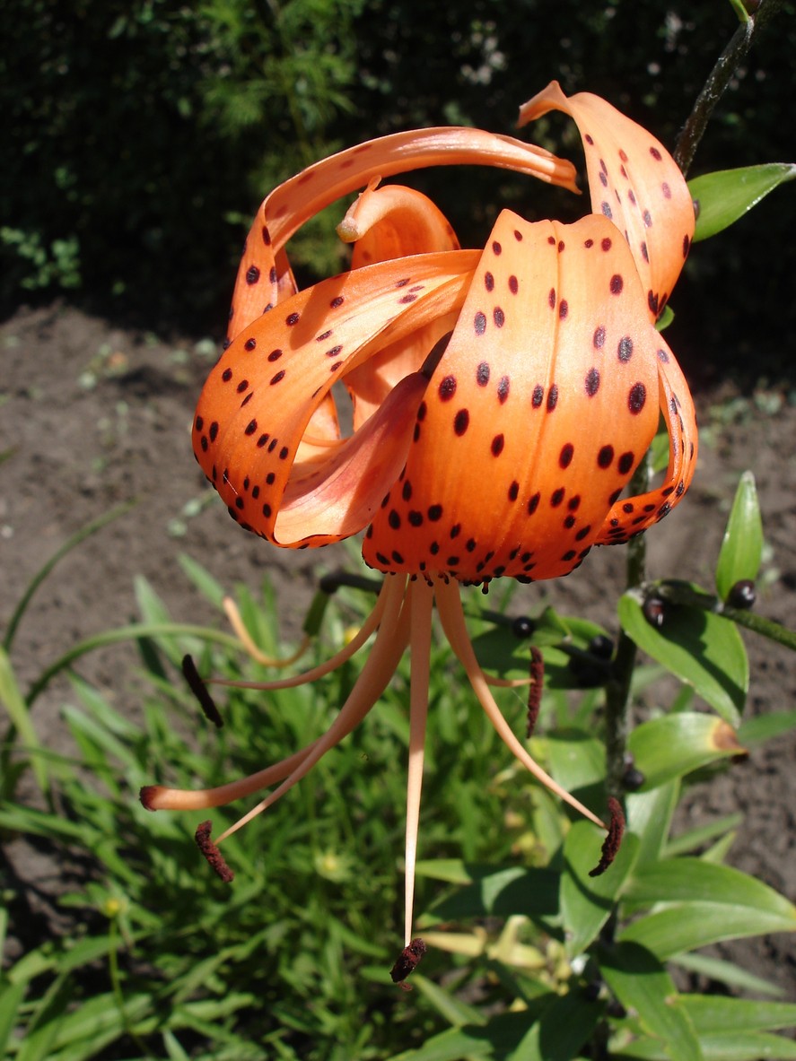 Lilium davidii - PictureThis