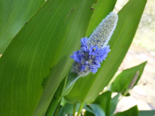 Platanillo (Pontederia sagittata) - PictureThis