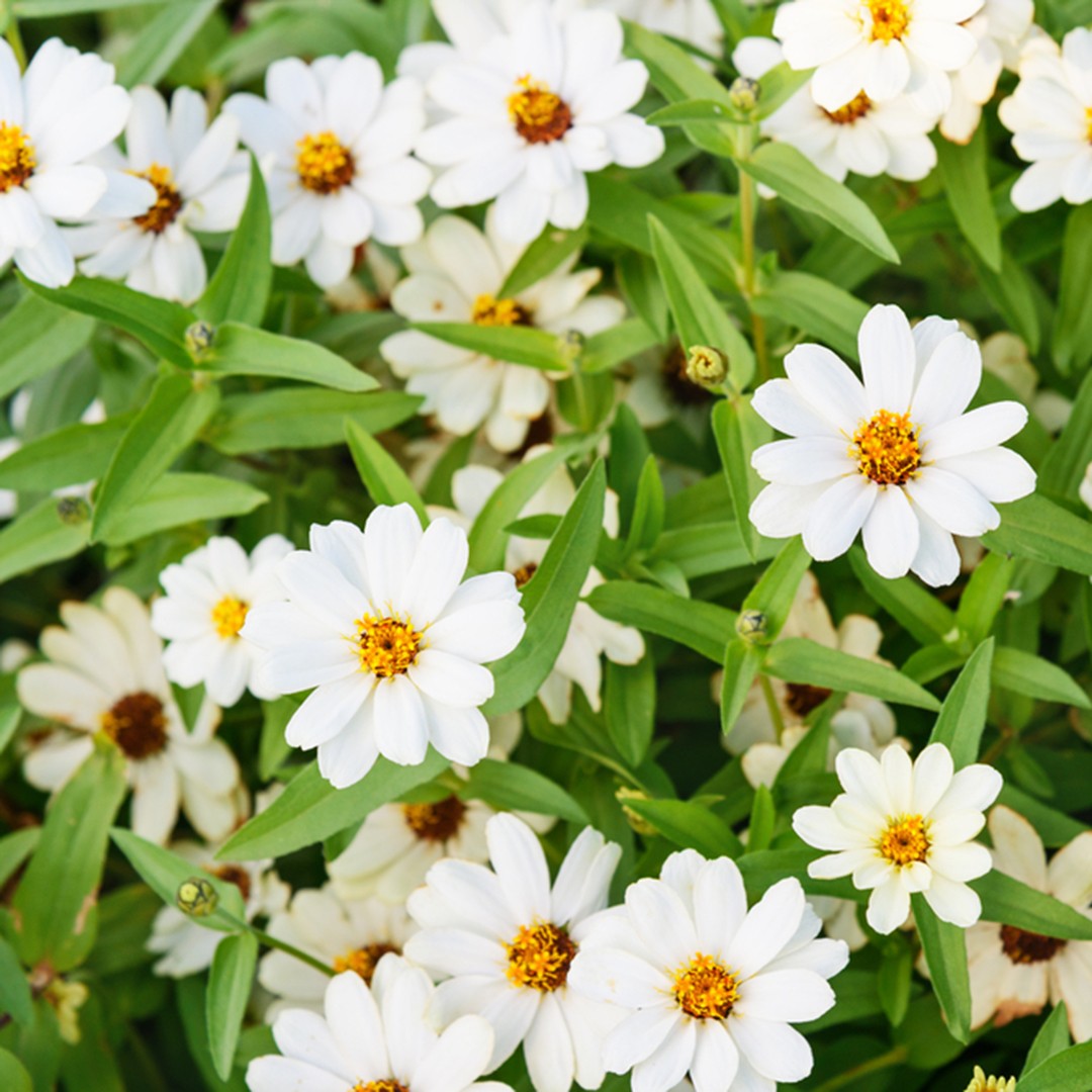 Schmalblättrige Zinnie (Zinnia angustifolia) - PictureThis
