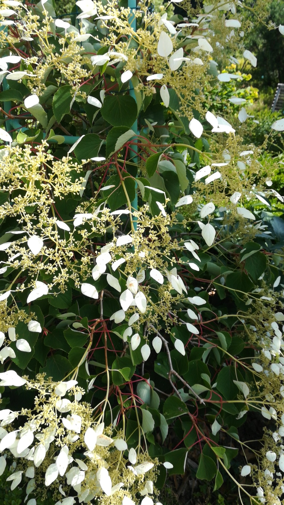 Hydrangea fauriei 'Angel Wings' (Hydrangea fauriei 'Angel Wings ...