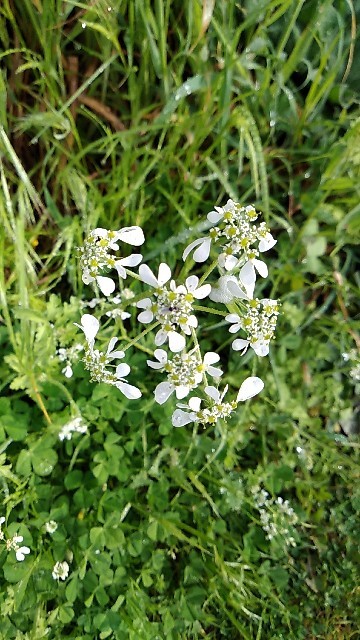 Mediterranean hartwort (Tordylium apulum) Flower, Leaf, Care, Uses ...