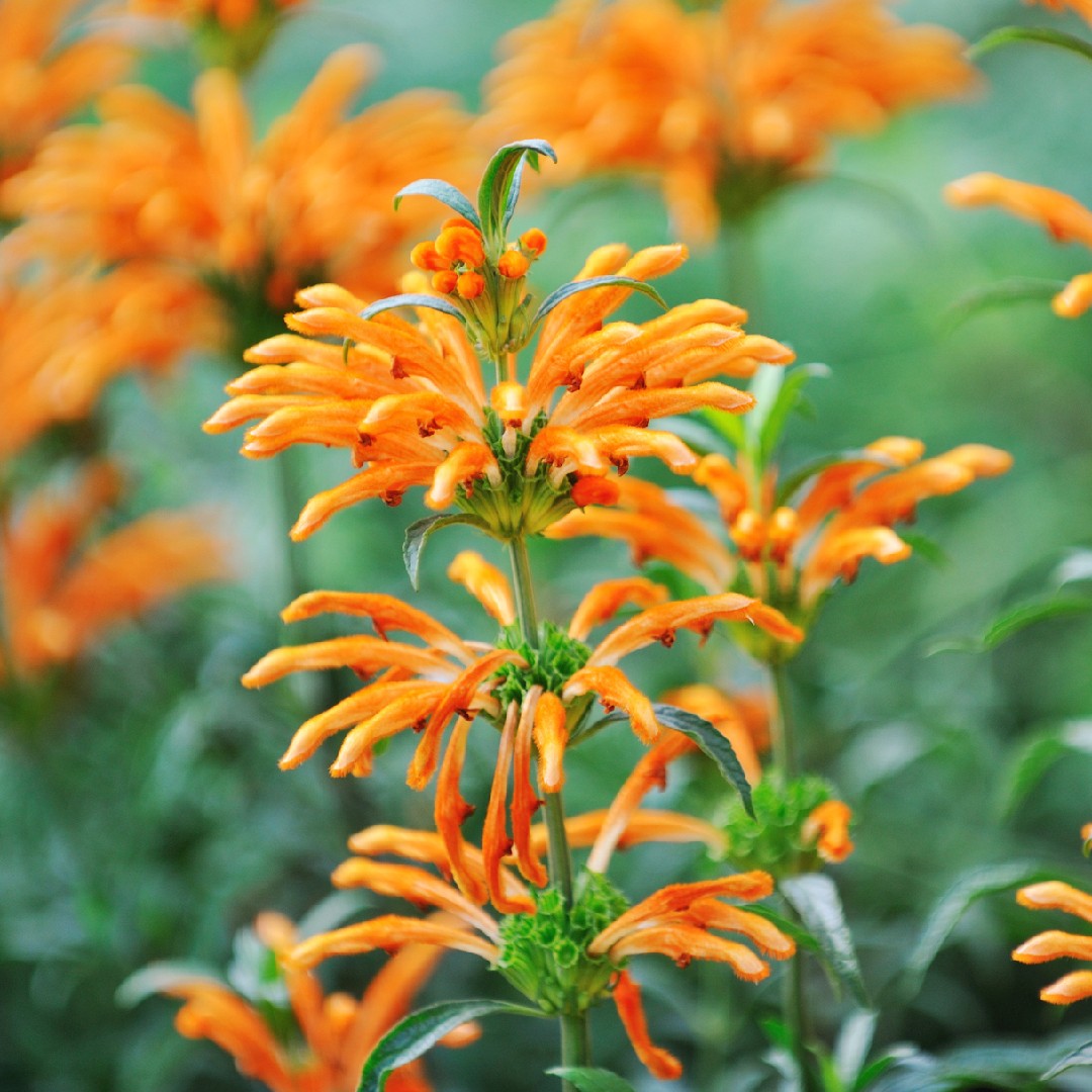 Bola del rey (Leonotis nepetifolia) - PictureThis