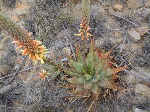 Aloe microstigma - PictureThis