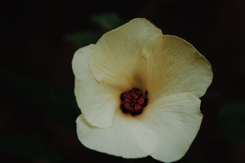 Hibiscus acicularis - PictureThis
