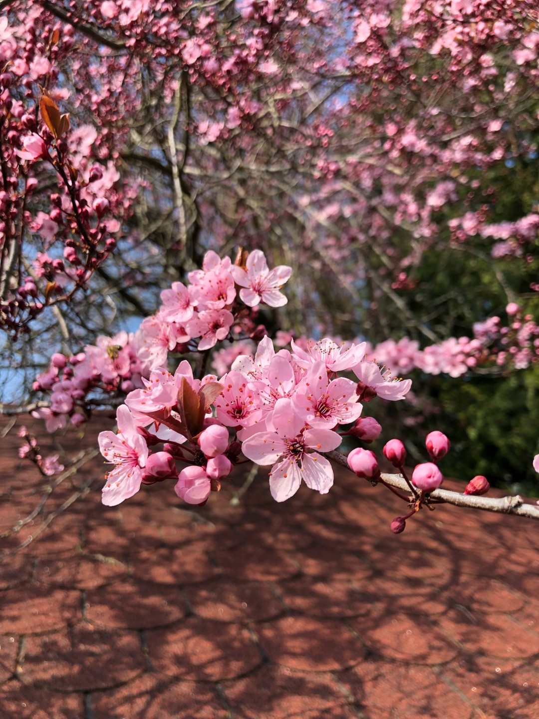 Prunus cerasifera 'Pissardii' (Prunus cerasifera 'Pissardii') - PictureThis
