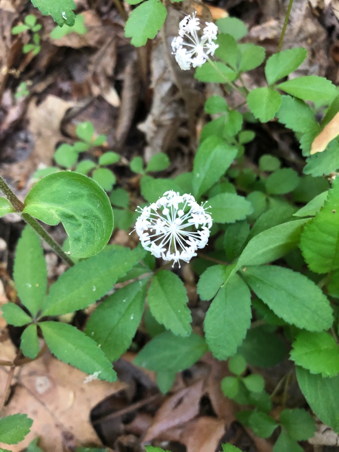 Panax trifolius (Panax trifolius) - PictureThis
