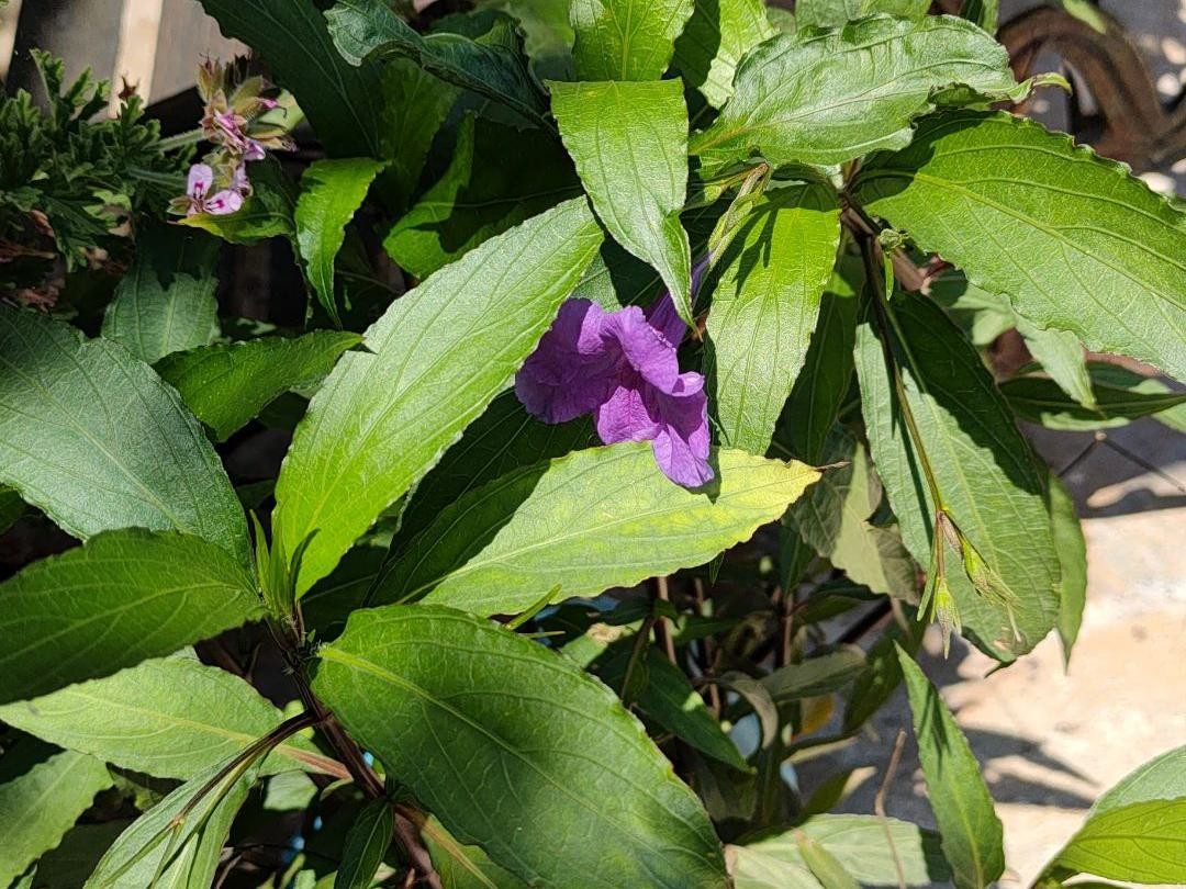 Mexican Petunia Insects Has Factopedia Special | Plant Of The Day