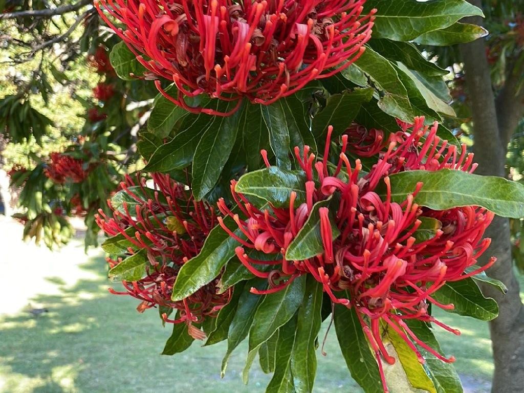 Firewheel Tree Root System
