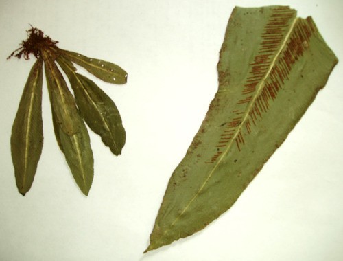 Asplenium serratum - PictureThis