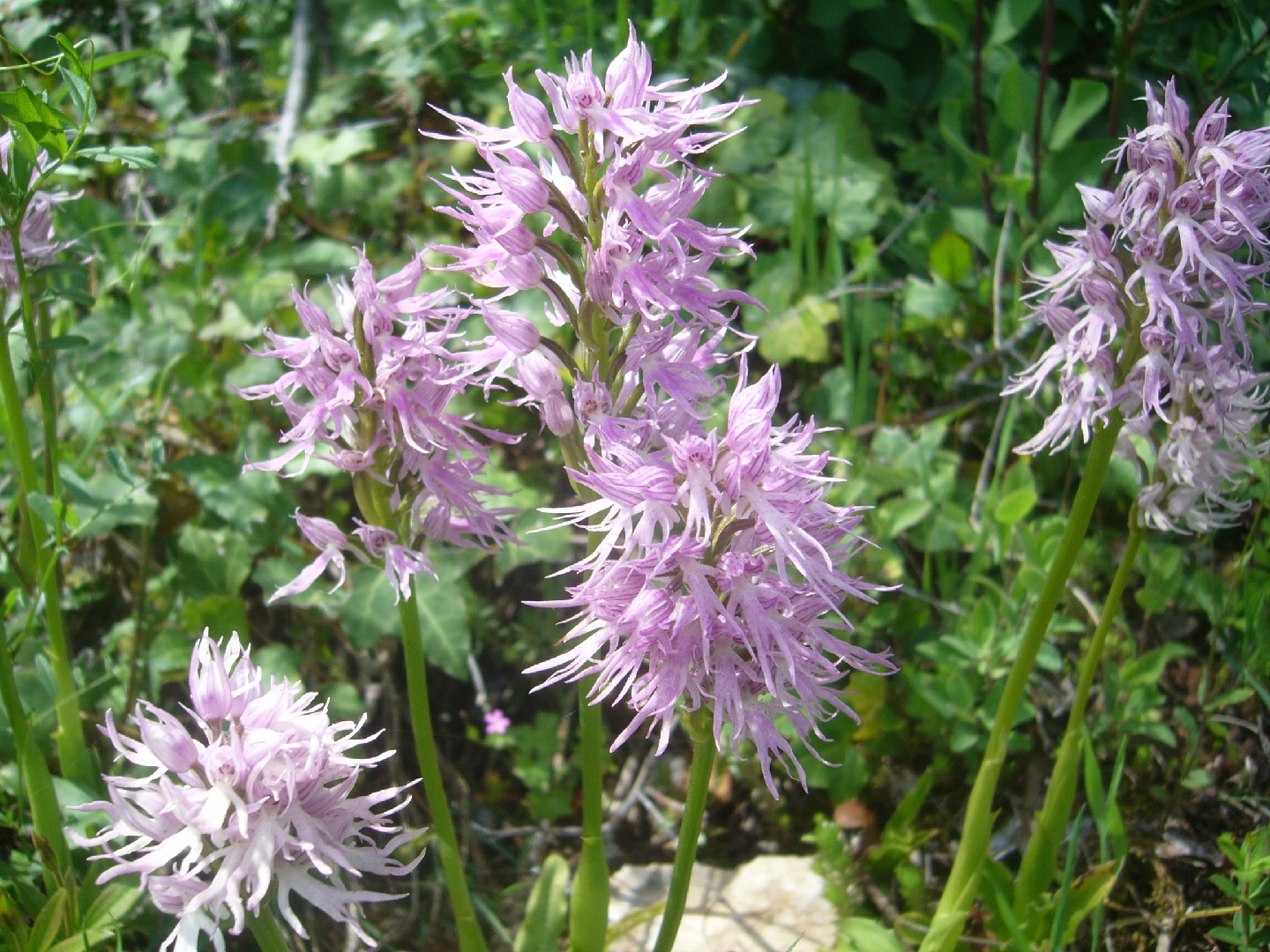Orchis italica - PictureThis