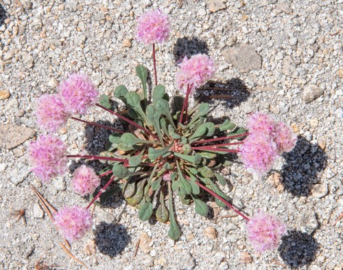 Cistanthe - PictureThis
