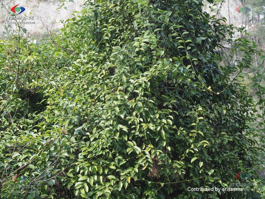 Hypserpa nitida - PictureThis