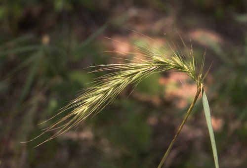 Elymus riparius - PictureThis