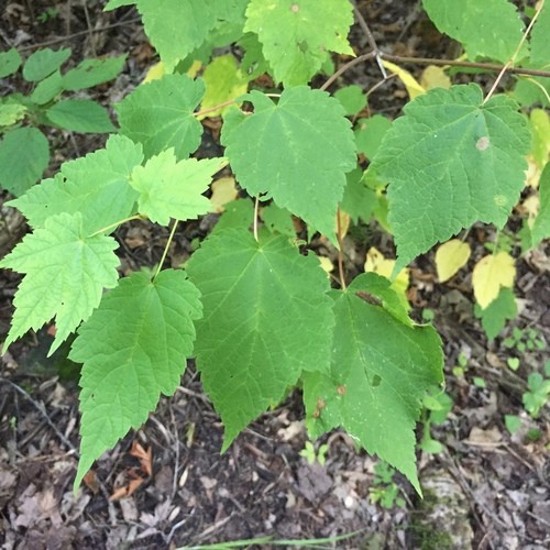 Érable à épis (Acer spicatum) - PictureThis