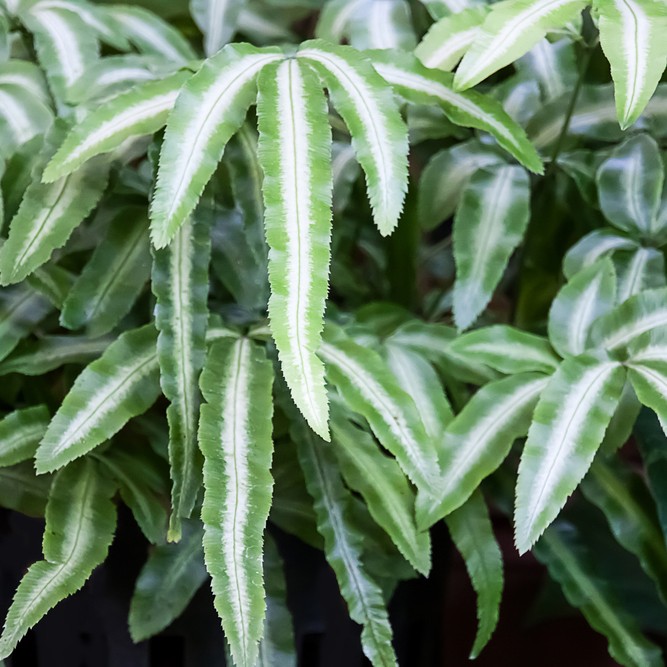 Ptéris de crète (Pteris cretica) - PictureThis