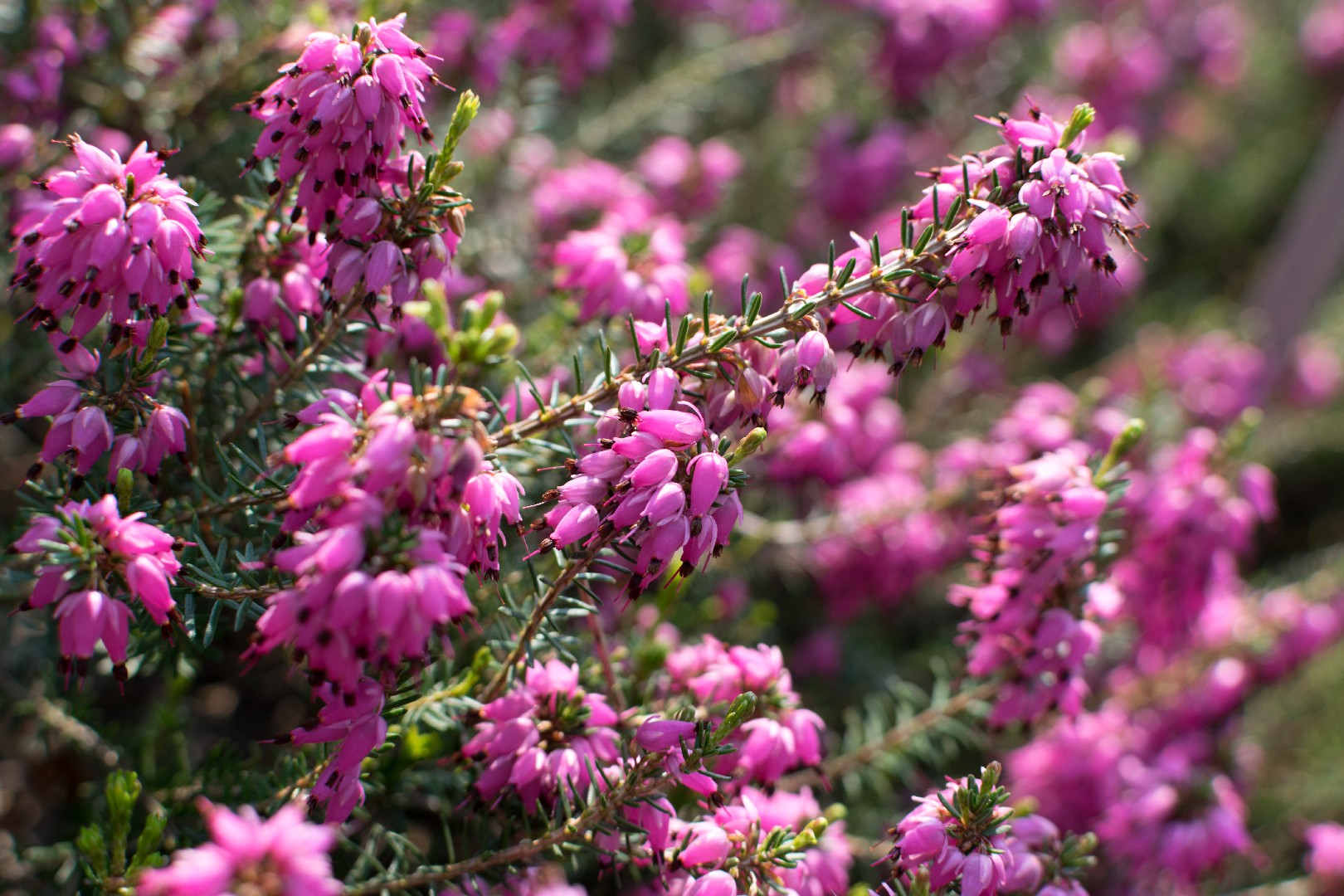 Erica carnea 'Myretoun Ruby' - PictureThis