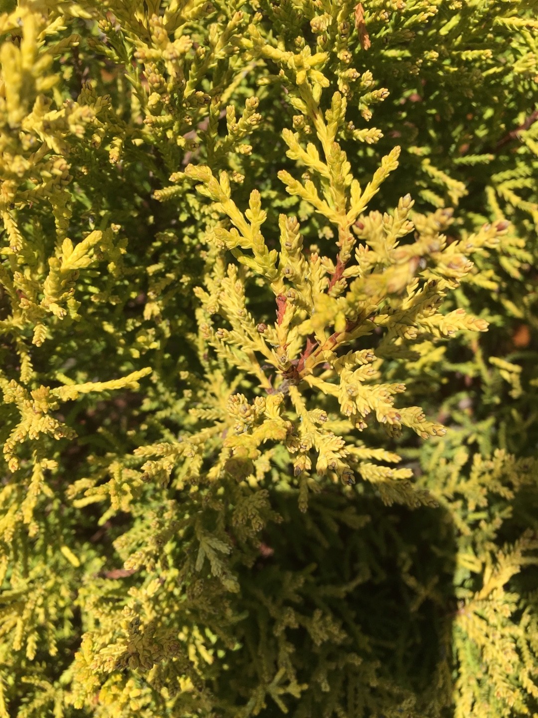 Calluna - PictureThis