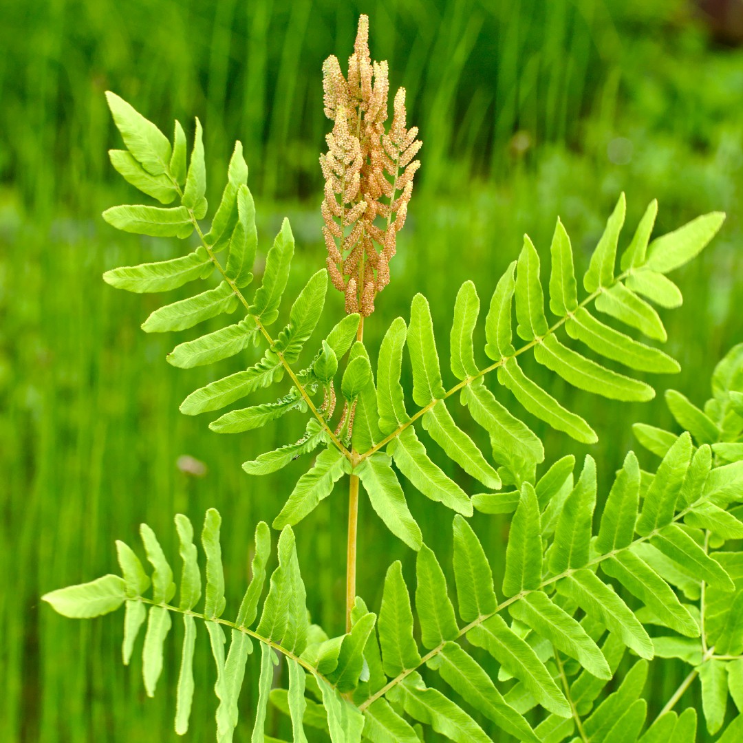 Osmunda Flower