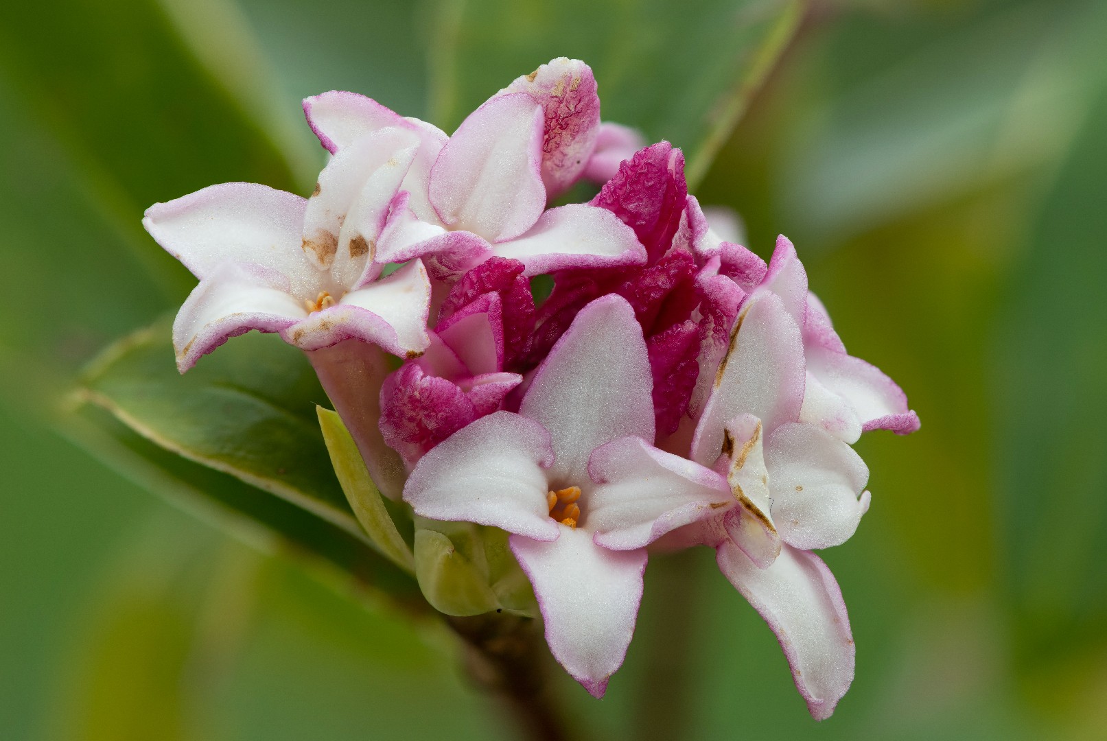 Daphne odora 'Perfume Princess' - PictureThis