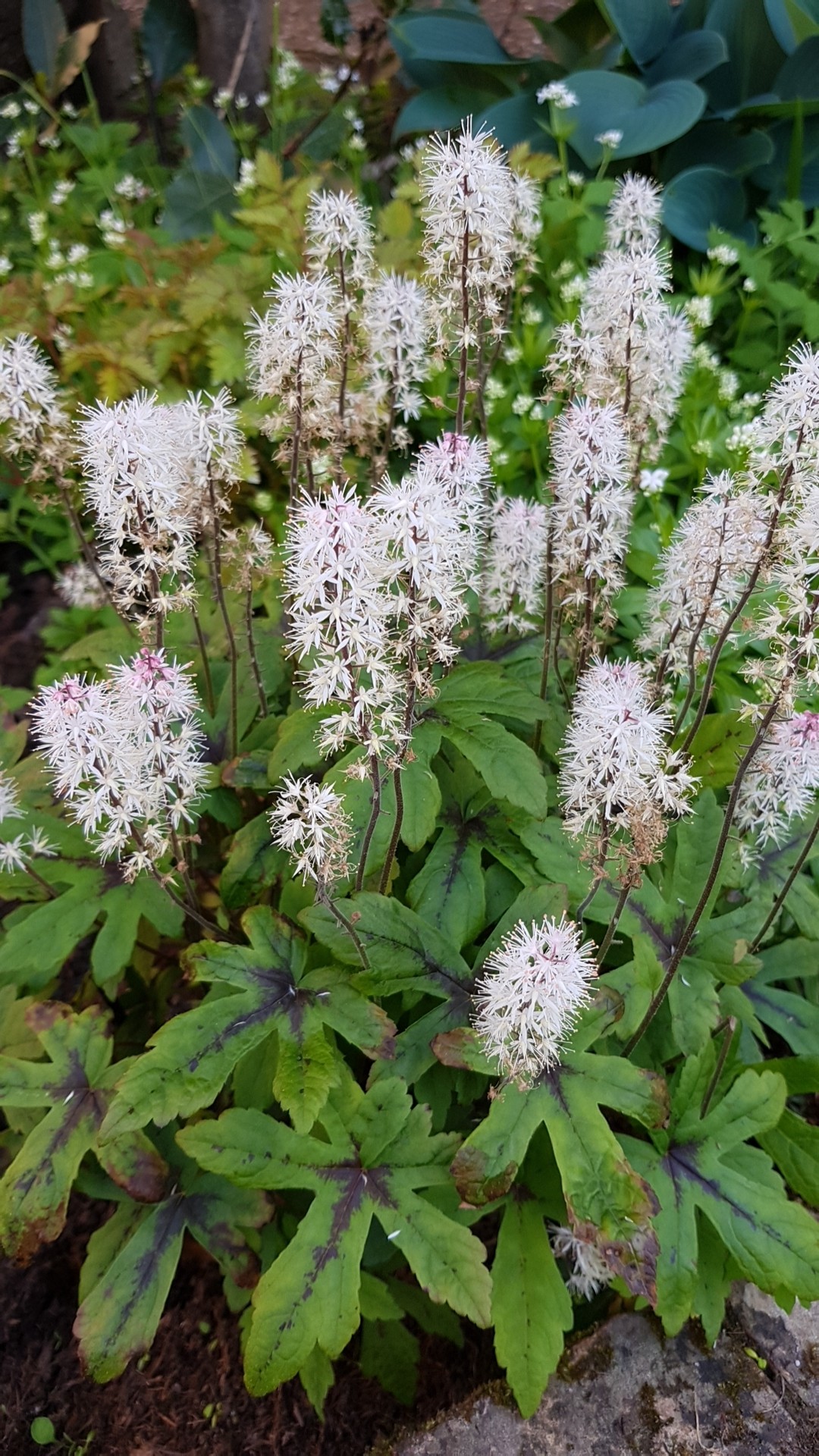 Tiarella (Tiarella) - PictureThis