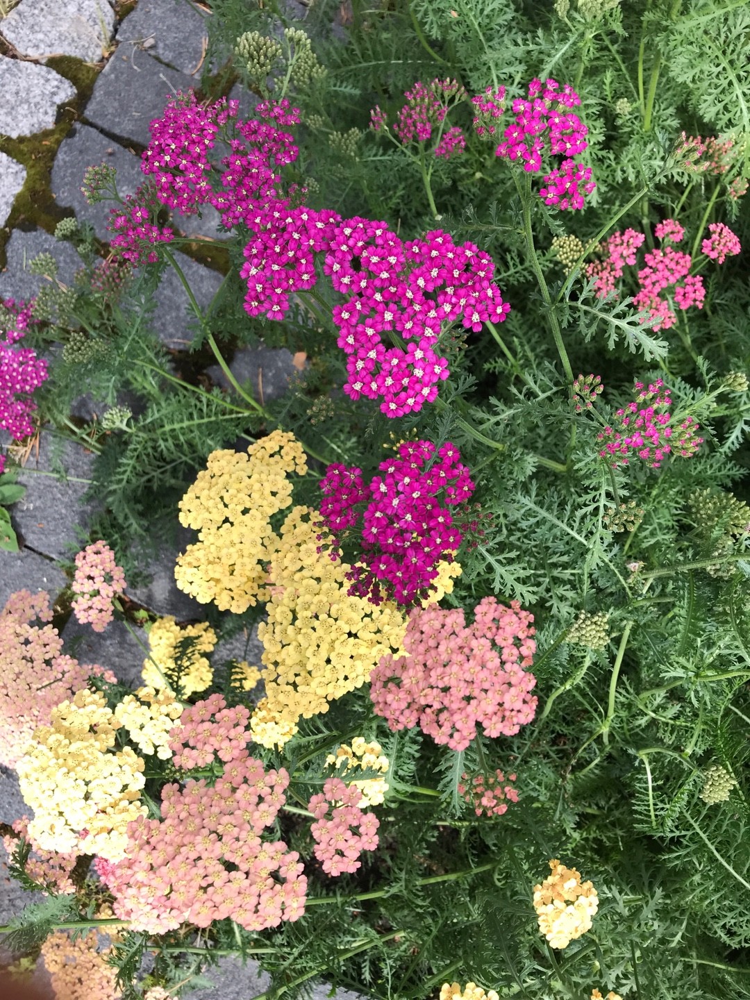 Тысячелистник (Achillea) - PictureThis