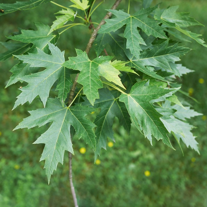 Arce plateado (Acer saccharinum) Guía de cuidado - Picturethis