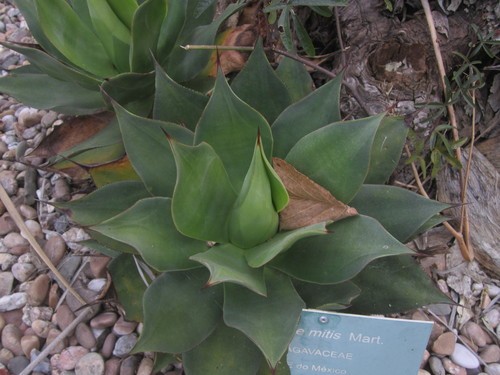 Agave mitis (Agave mitis) - PictureThis