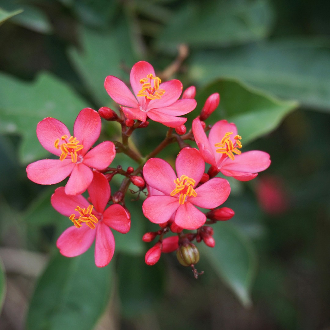 ما هو استخدام يطروفة كاملة ؟ - PictureThis