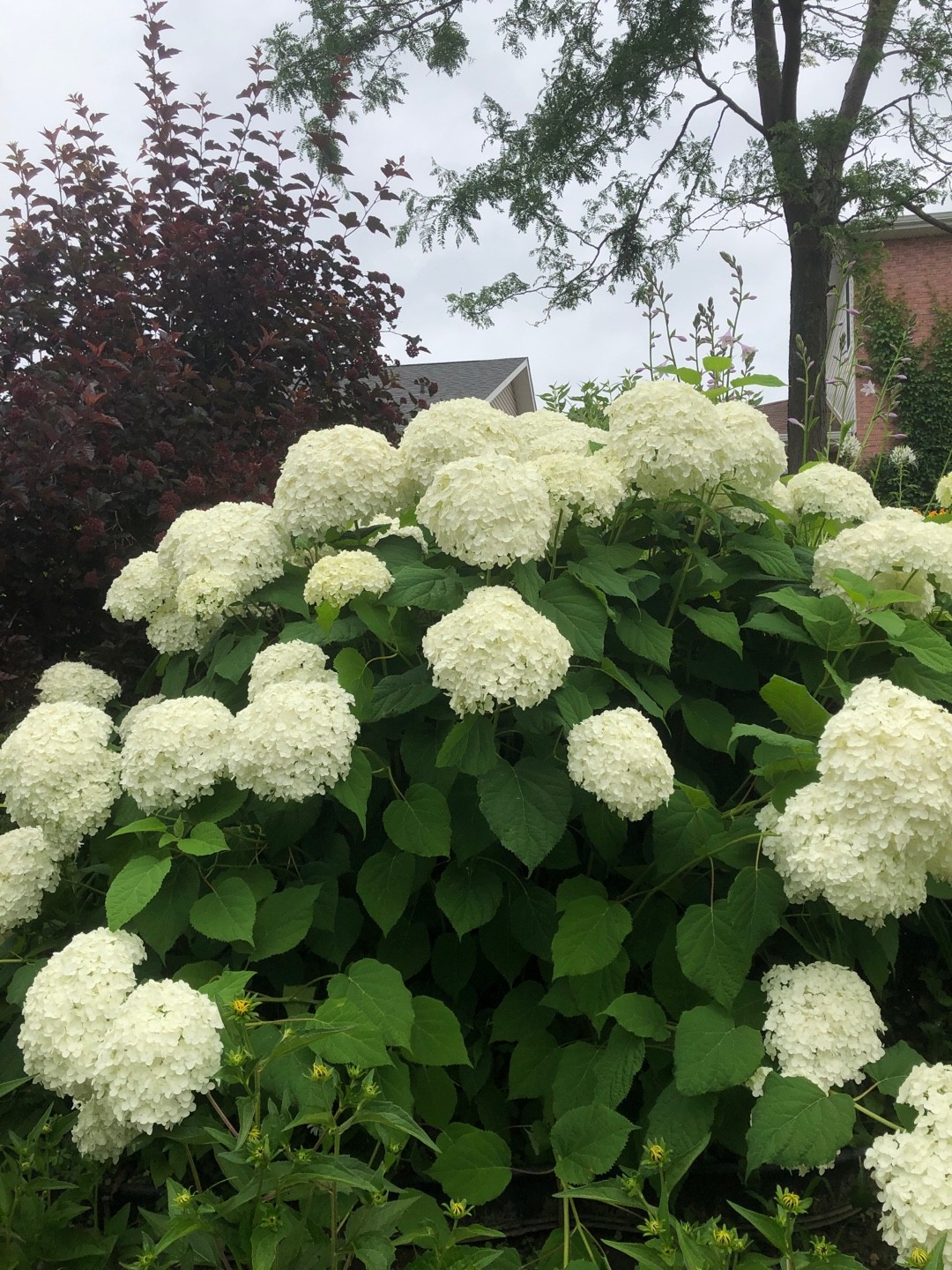 Hydrangea arborescens 'Annabelle' - PictureThis