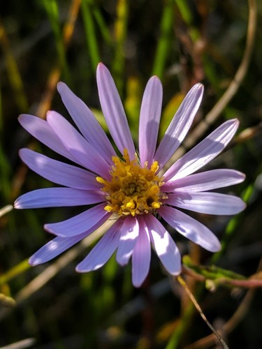 Oclemena - PictureThis