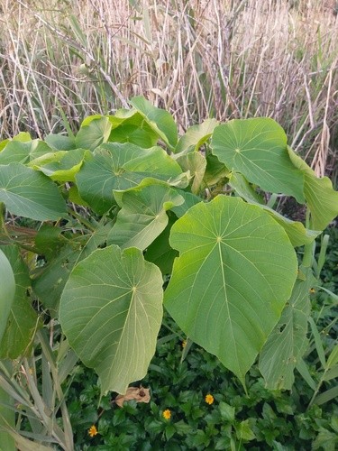 オオバギ（大葉木） (Macaranga tanarius) 花言葉，学名，よくある質問 - PictureThis