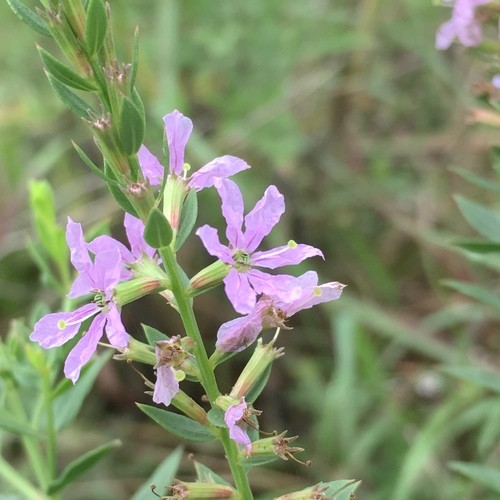 Lythrum alatum 花言葉，学名，よくある質問 - PictureThis