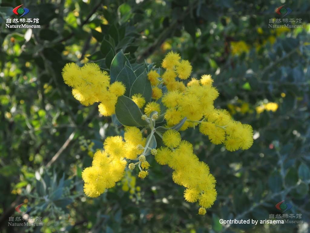 Queensland silver wattle (Acacia podalyriifolia) - PictureThis