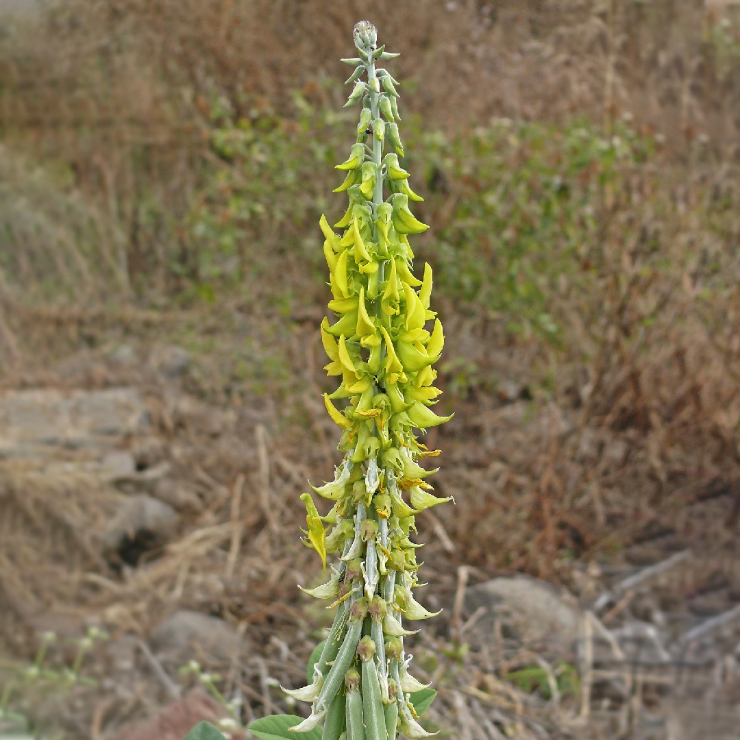 Crotalaria pallida - PictureThis