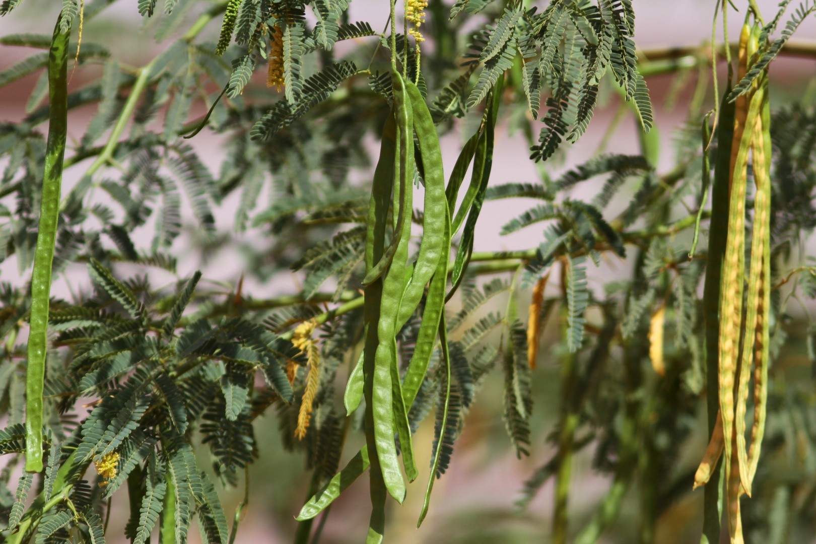 Prosopis juliflora - PictureThis