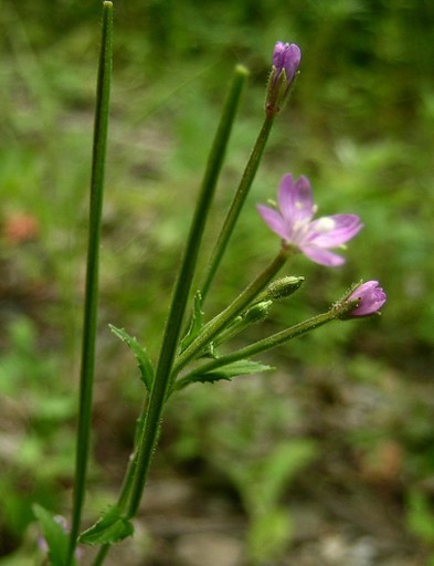 Epilobium amurense - PictureThis