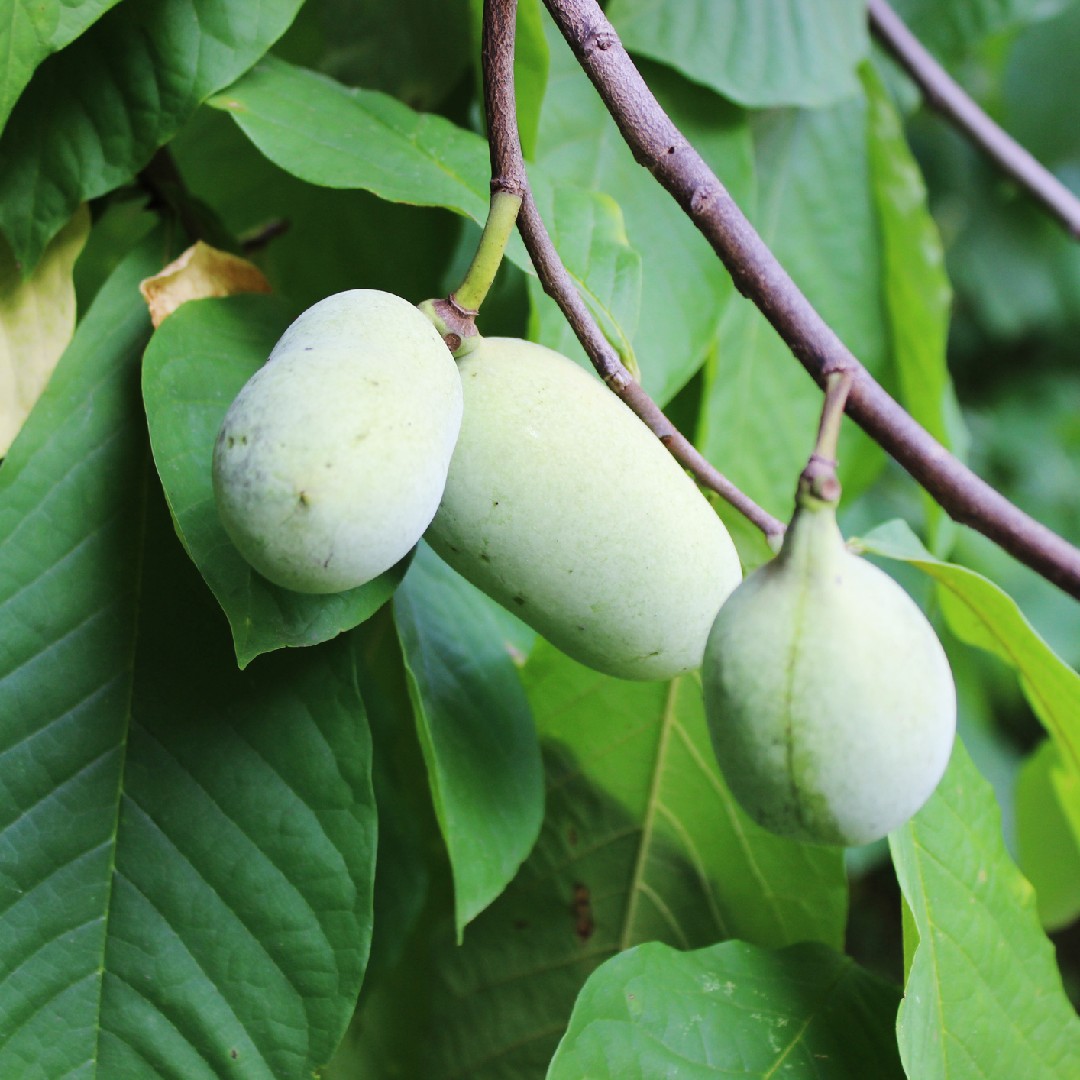 Asimina (Asimina) - PictureThis