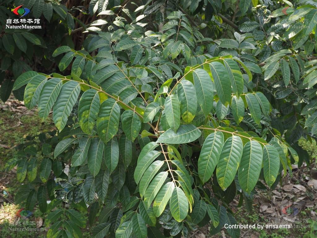 Canarium album - PictureThis