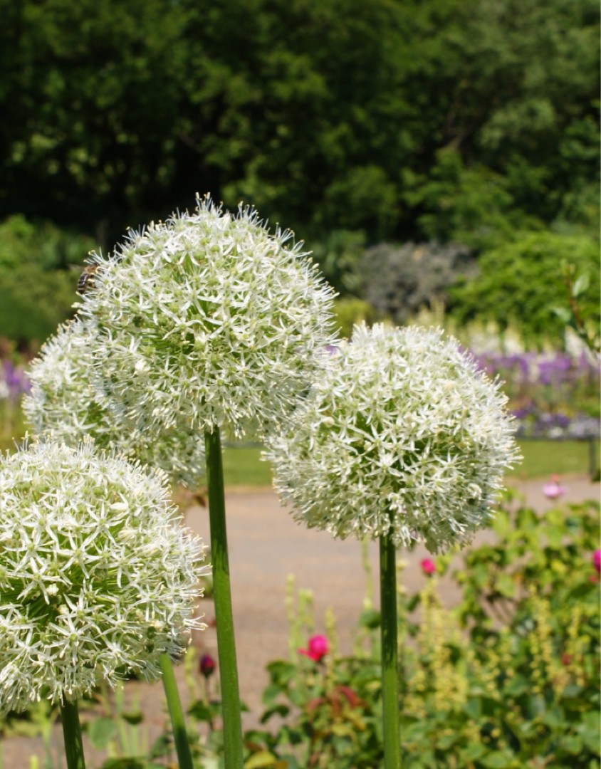 Allium stipitatum 'Mount Everest' Flower, Leaf, Uses - PictureThis